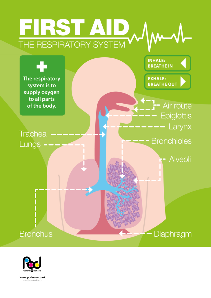 First Aid - The respiratory system | POD | Posters On Demand