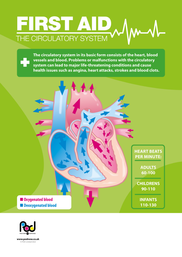 First Aid - The circulatory system | POD | Posters On Demand