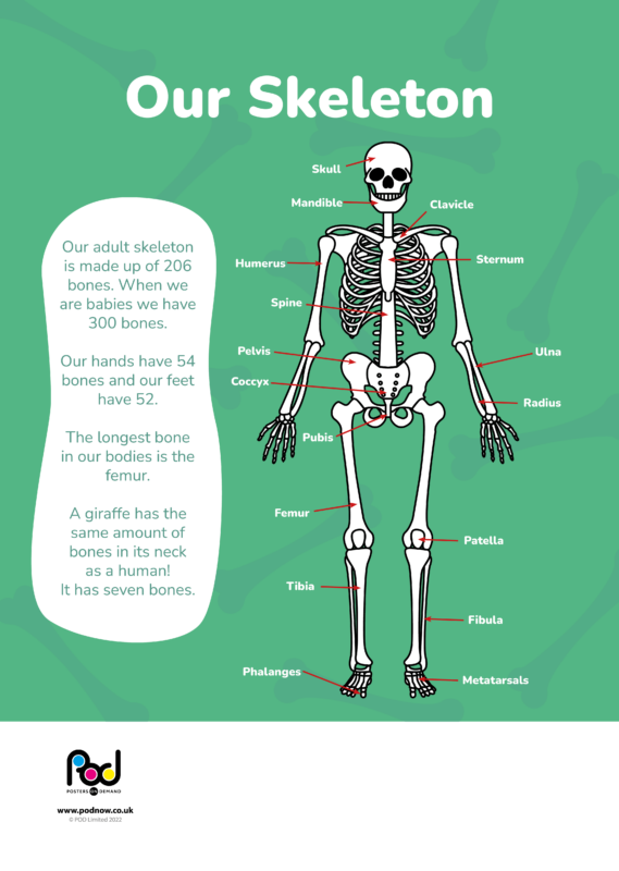 Our skeleton | POD | Posters On Demand