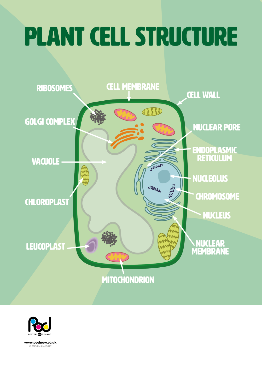 Plant cell structure | POD | Posters On Demand