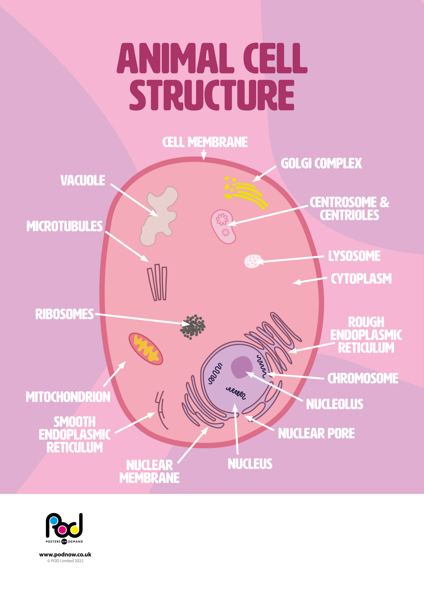 Animal cell structure | POD | Posters On Demand