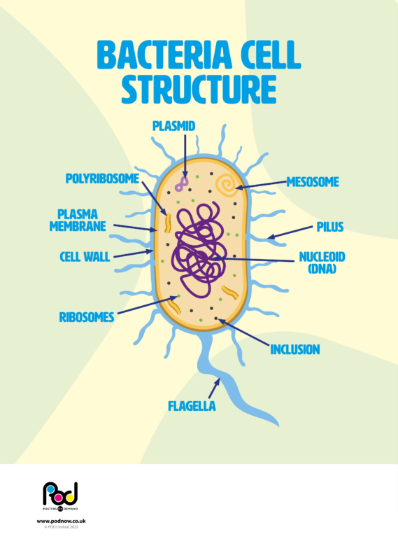 Bacteria cell structure | POD | Posters On Demand
