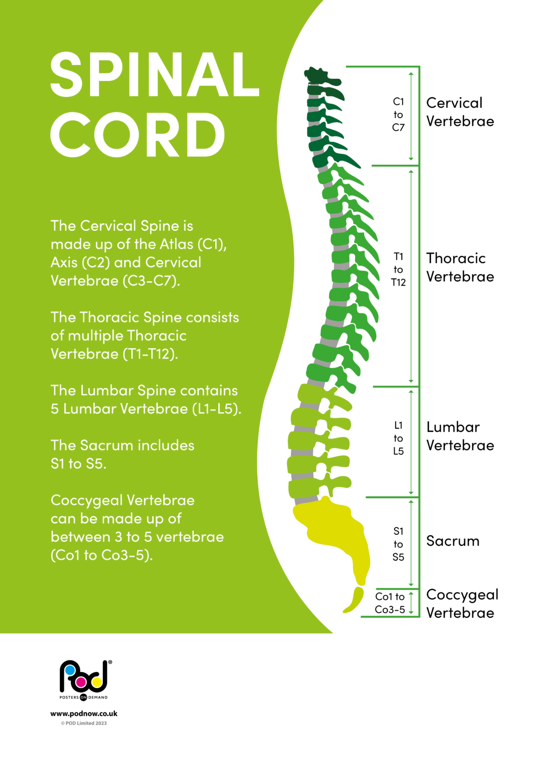 Spinal cord | POD | Posters On Demand